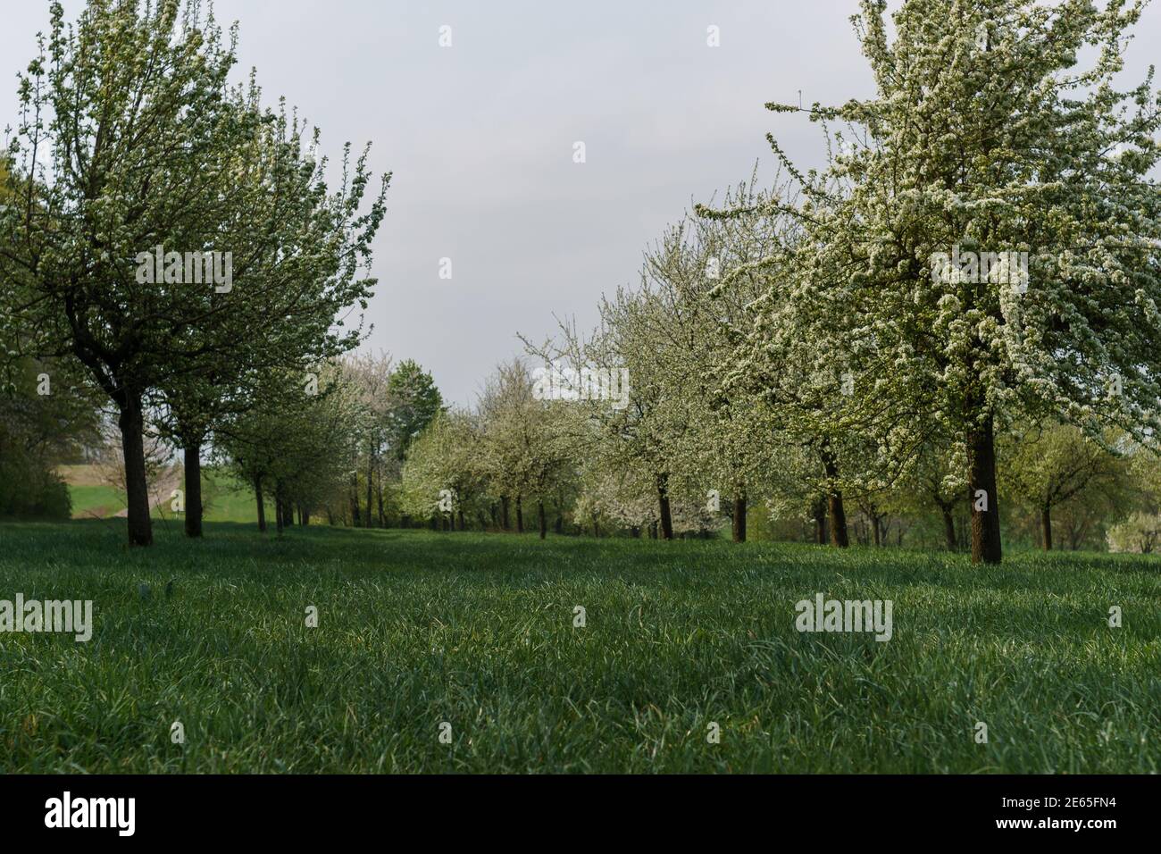 Rows of apple trees hi-res stock photography and images - Alamy