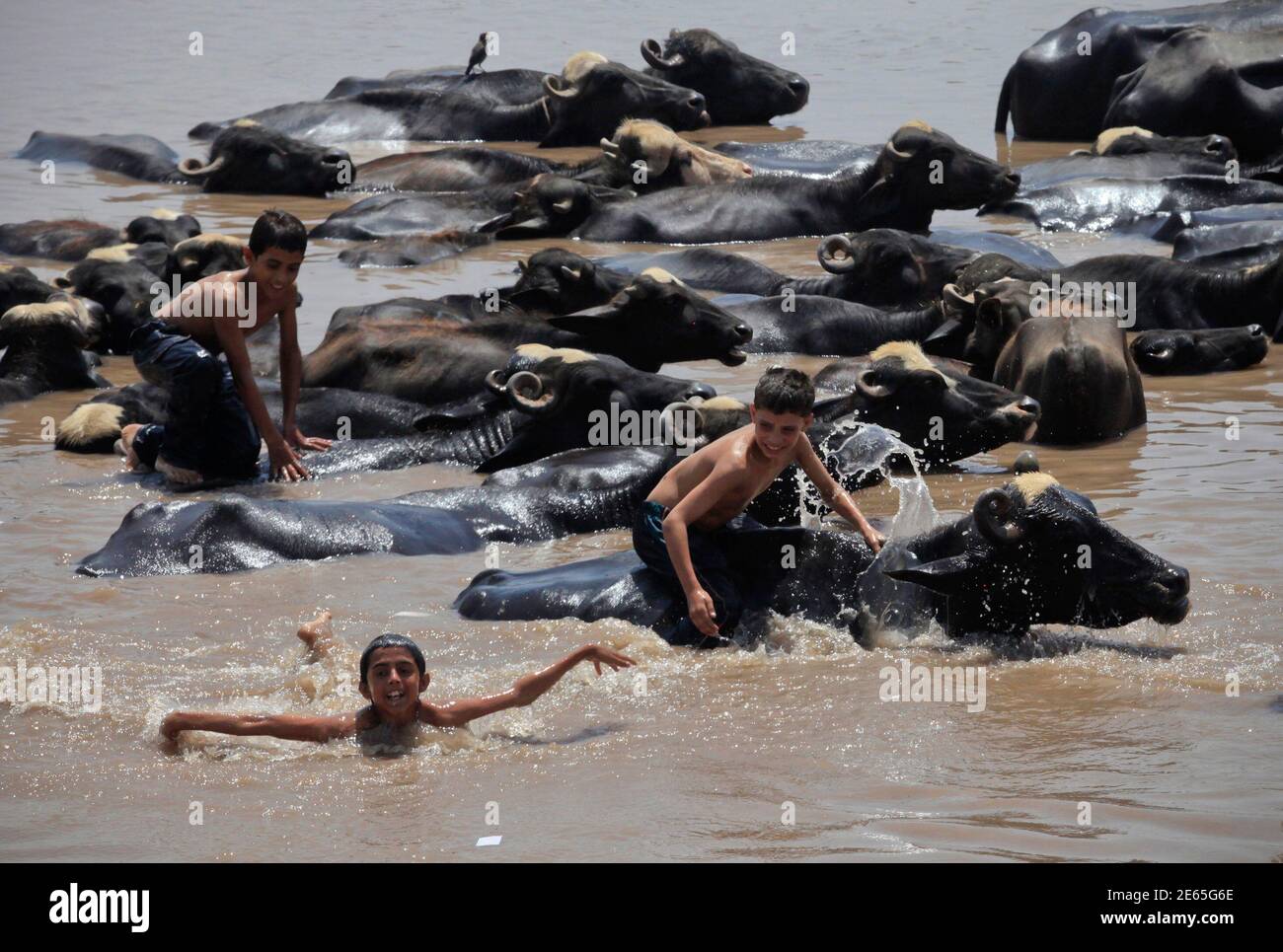 Pakistani buffalo hi-res stock photography and images - Alamy