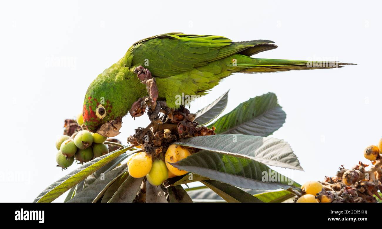 Parrot eating fruit on a tree ,Lima city ,Perú Stock Photo - Alamy