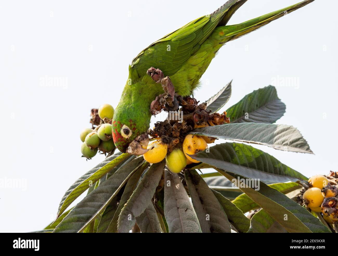 Psittacara waggleri hi-res stock photography and images - Alamy