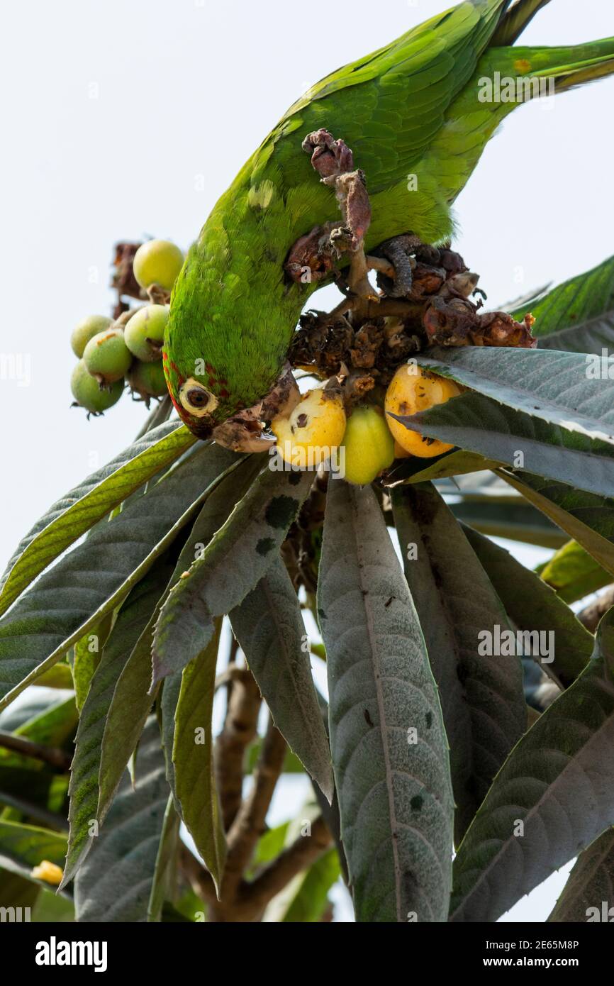 Parrot eating fruit hi-res stock photography and images - Alamy