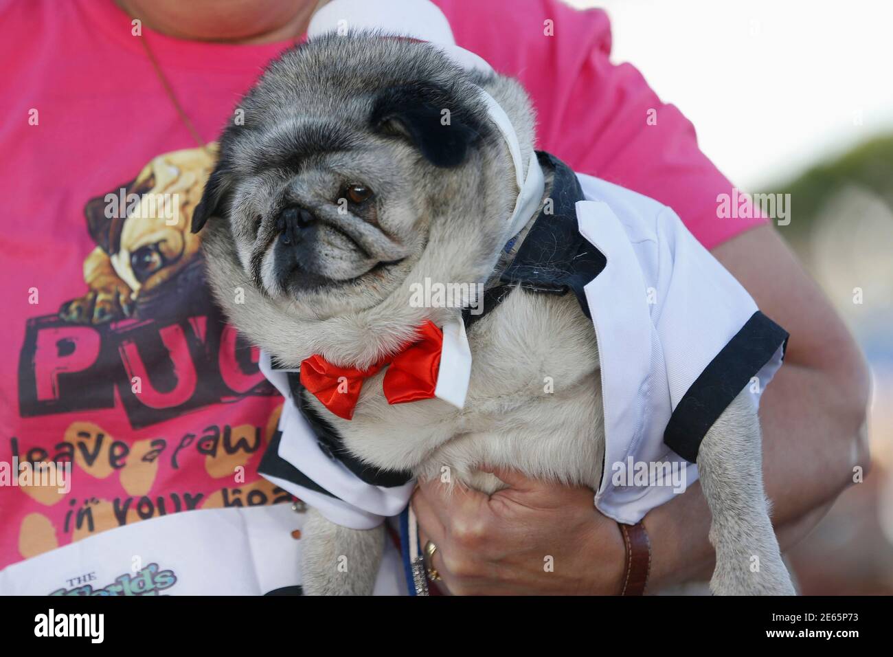 World’s ugliest dog contest hi-res stock photography and images - Alamy