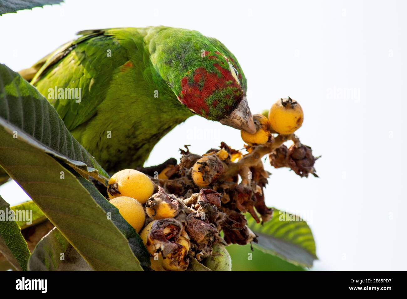 Endangered species amazon hi-res stock photography and images - Alamy
