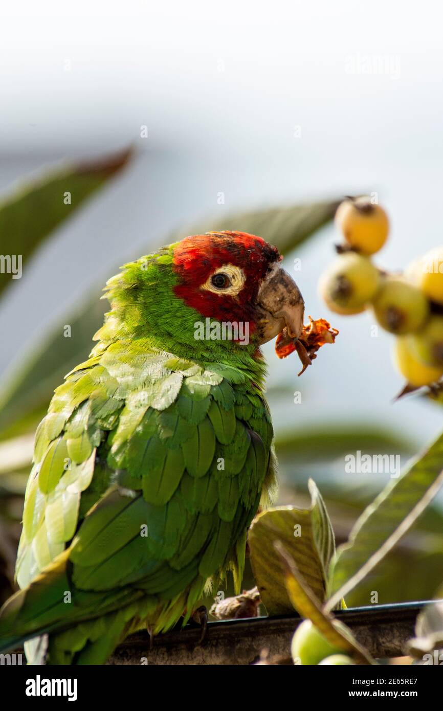 Parrot eating fruit on a tree ,Lima city ,Perú Stock Photo - Alamy