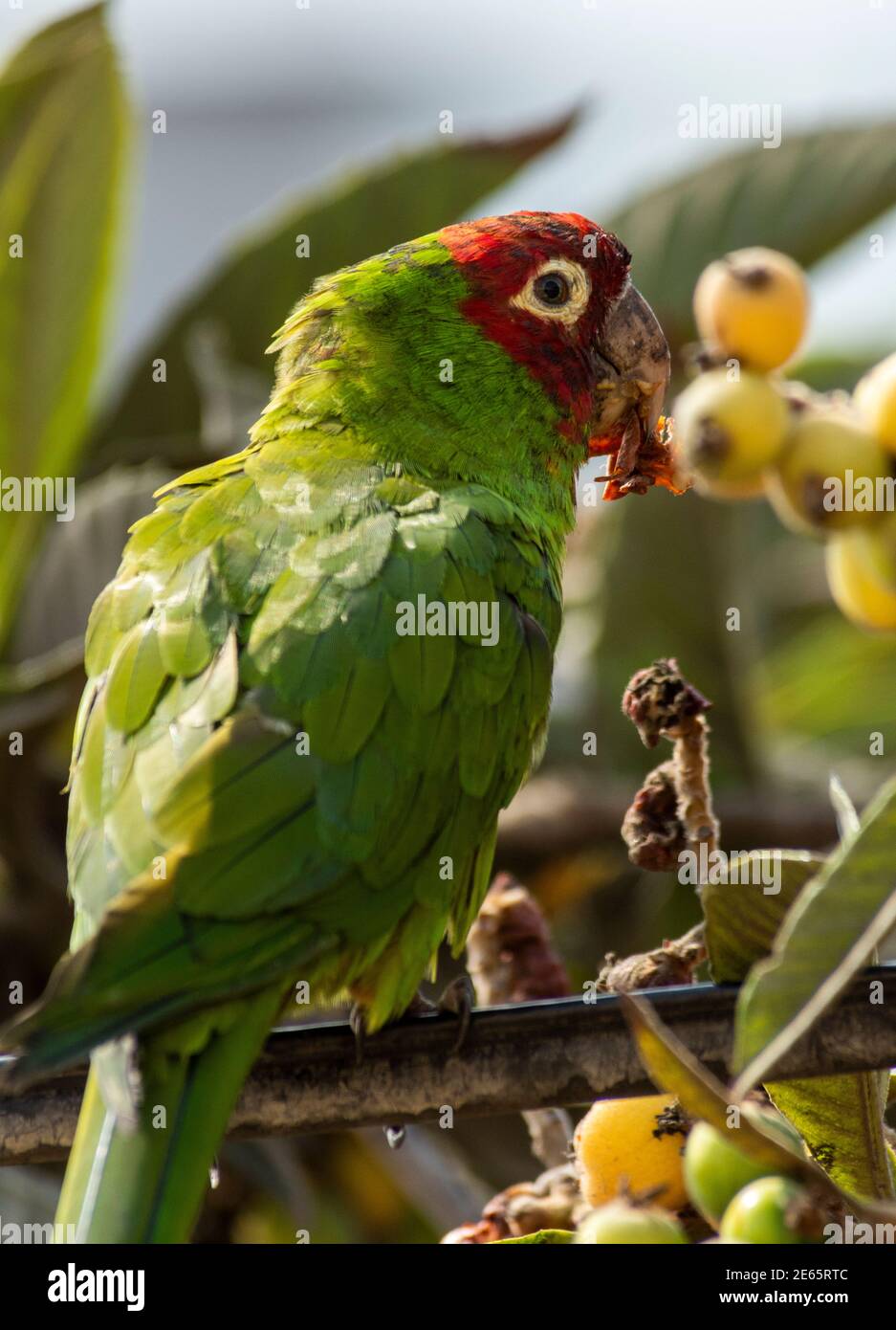 Cute fruit illustration hi-res stock photography and images - Alamy