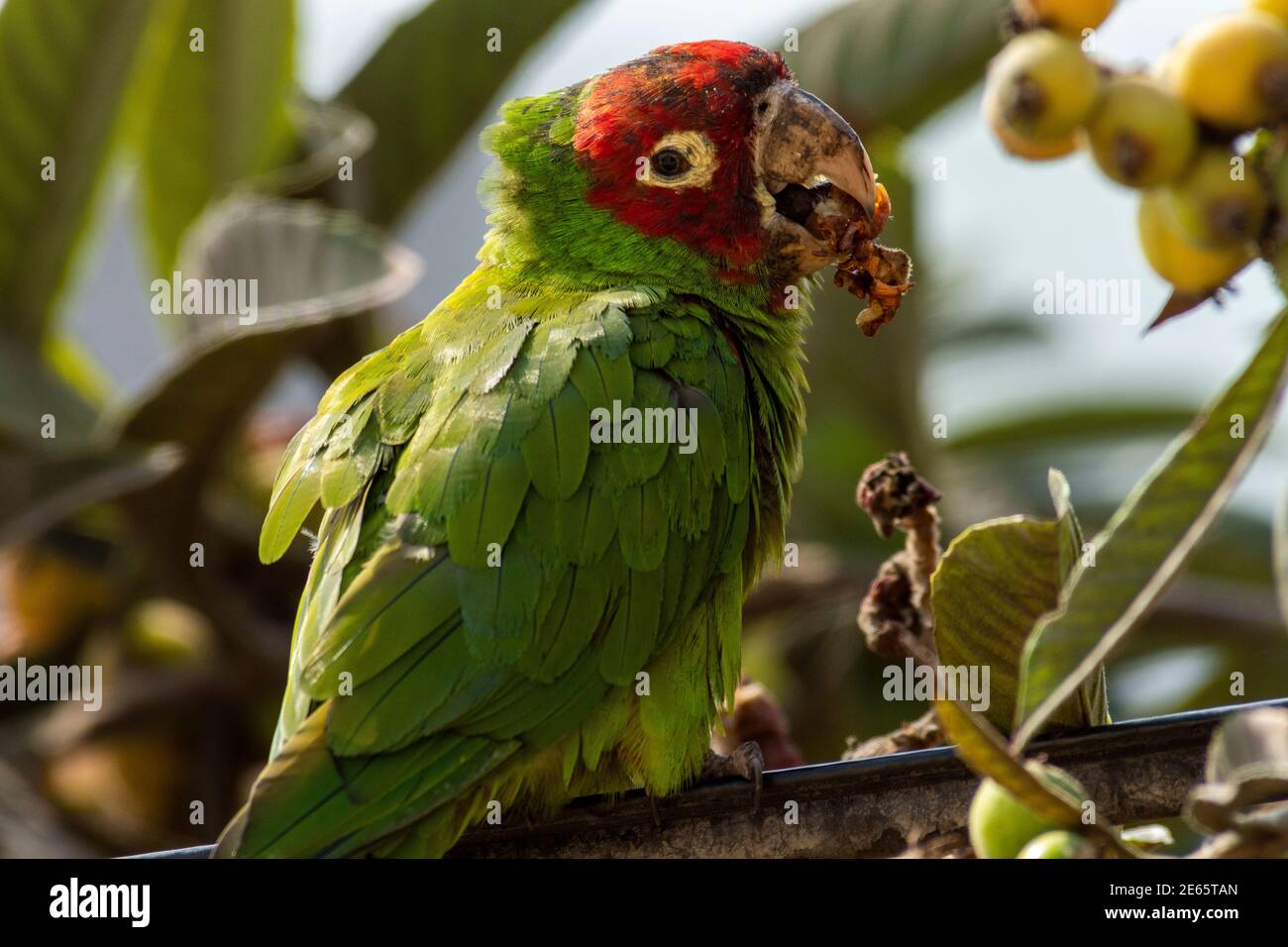 Parrot eating hi-res stock photography and images - Alamy