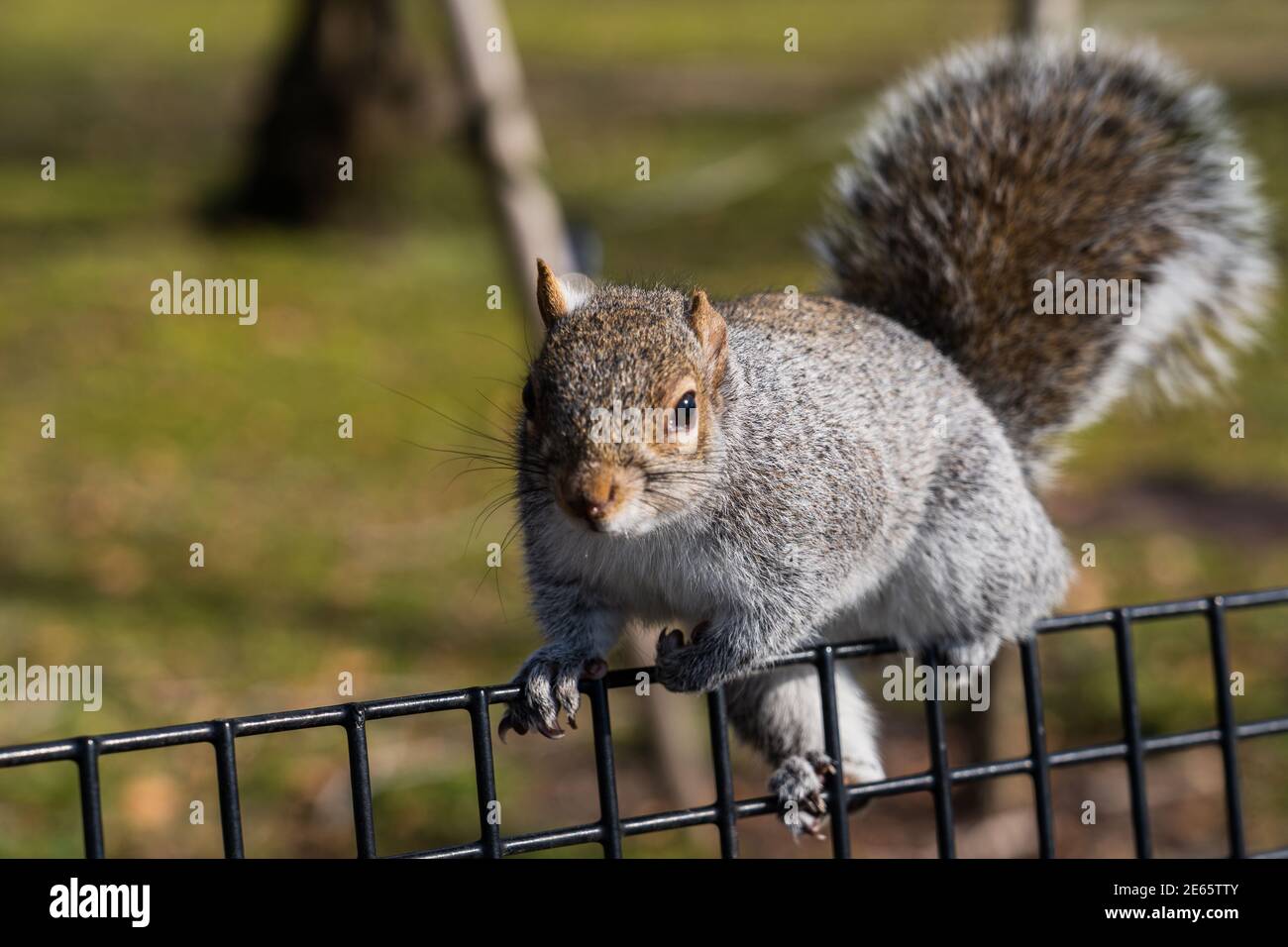 A squirrel climbing over a fence to beg for food in Battery Park Stock ...
