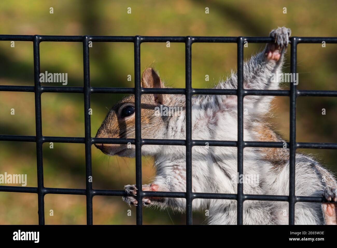 Squirrel behind fence funny hi-res stock photography and images - Alamy