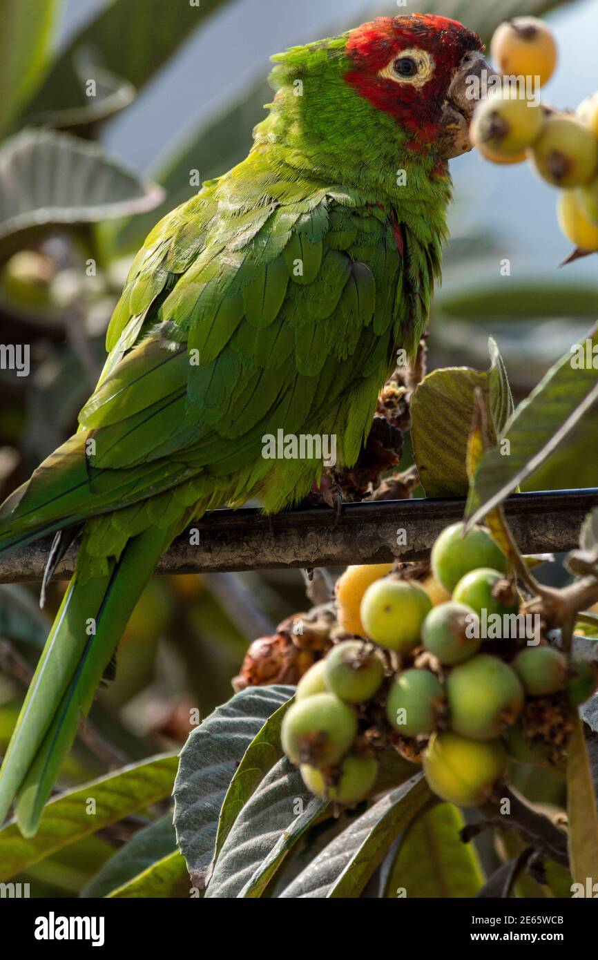 Parrot eating fruit on a tree ,Lima city ,Perú Stock Photo - Alamy