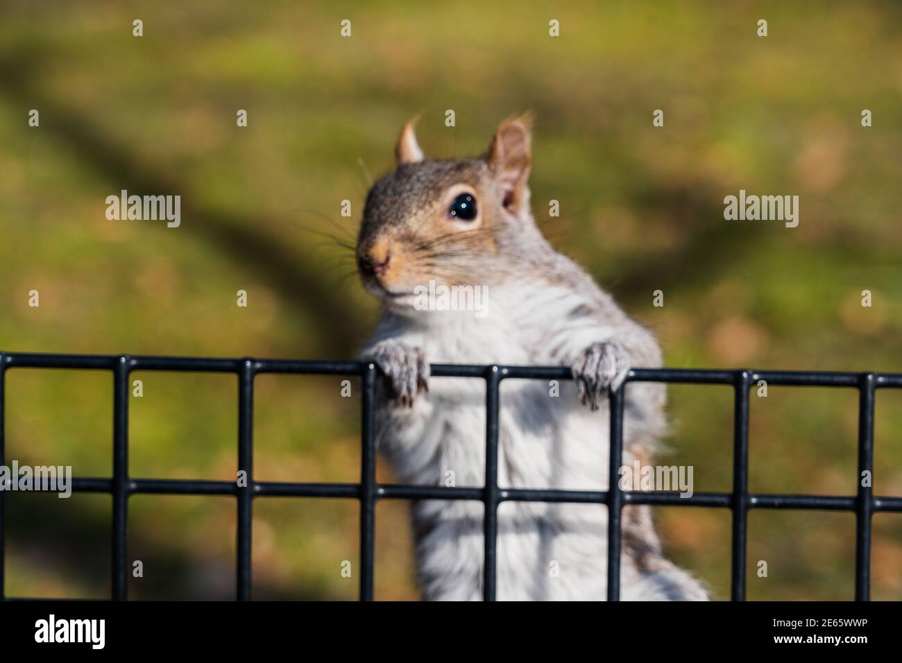 A squirrel climbing over a fence to beg for food in Battery Park Stock ...