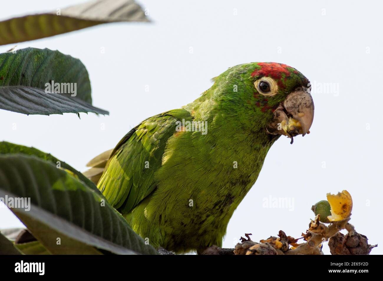 Parrot eating fruit on a tree ,Lima city ,Perú Stock Photo - Alamy