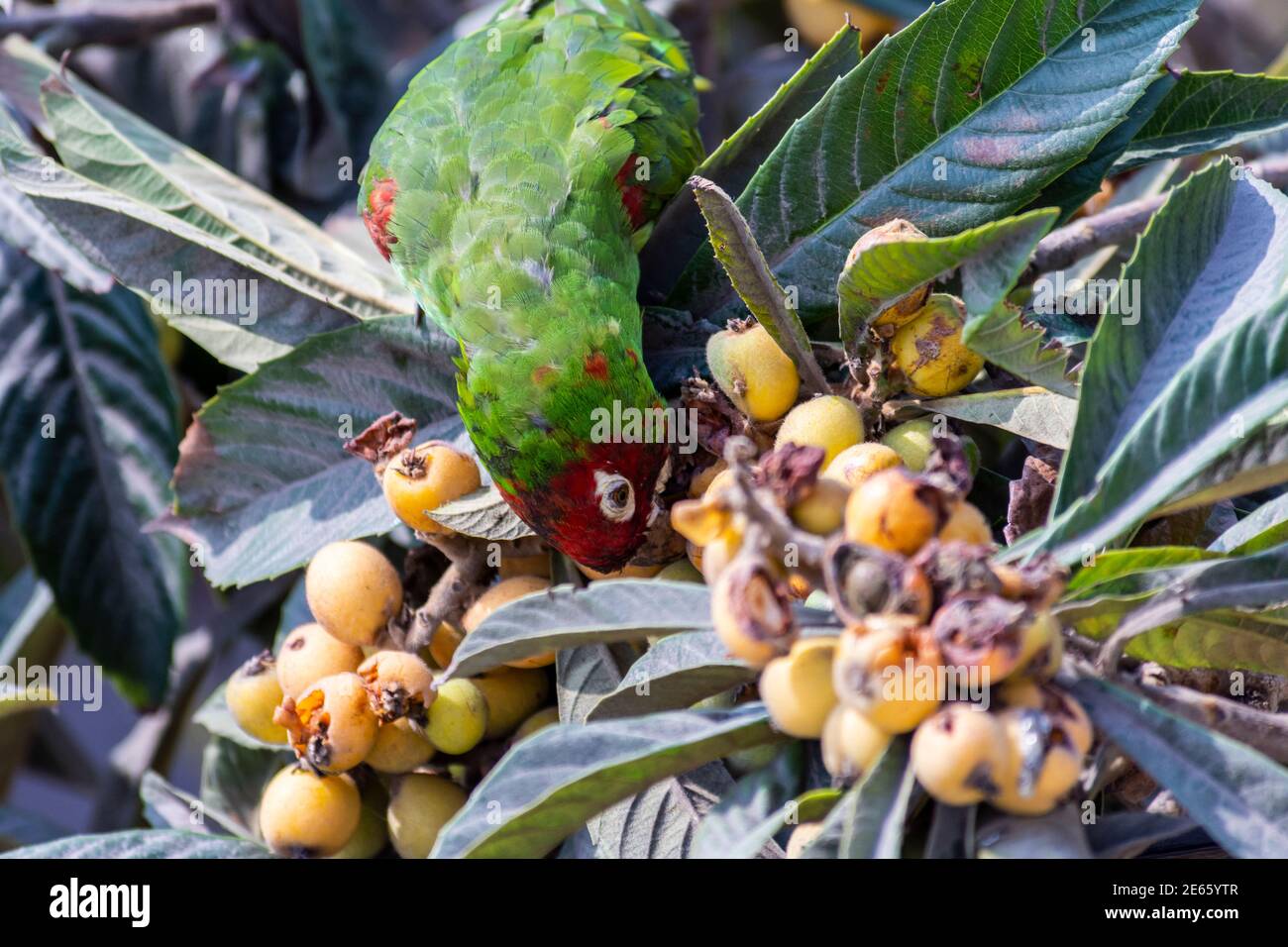 Parrot eating fruit on a tree ,Lima city ,Perú Stock Photo - Alamy