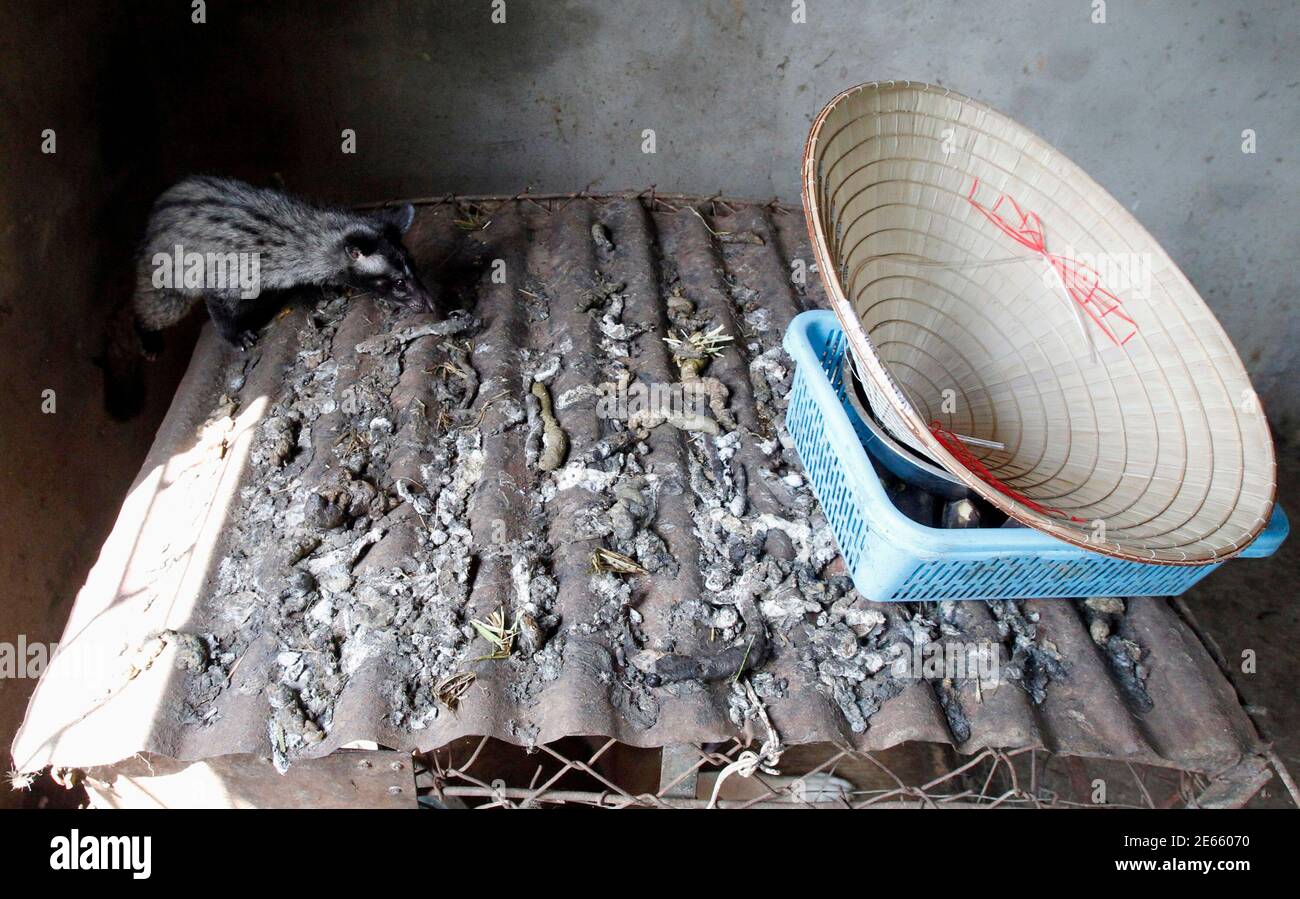 Vietnam weasel coffee hi-res stock photography and images - Alamy