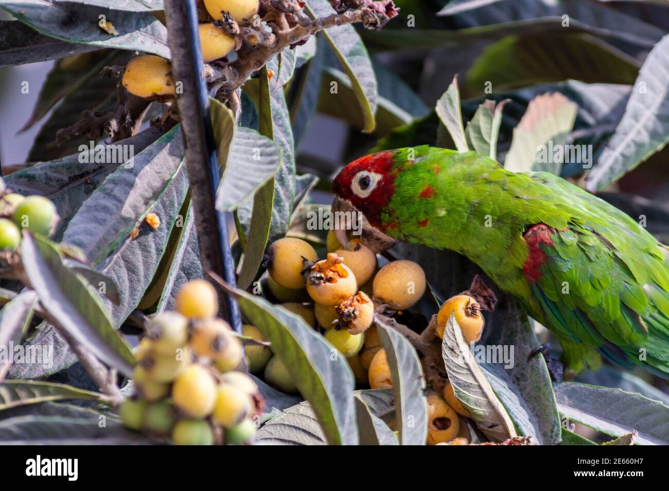 Endangered species amazon hi-res stock photography and images - Alamy