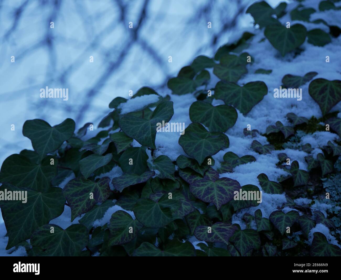 Colorful leaves of an ivy plant covered with snow in winter Stock Photo ...