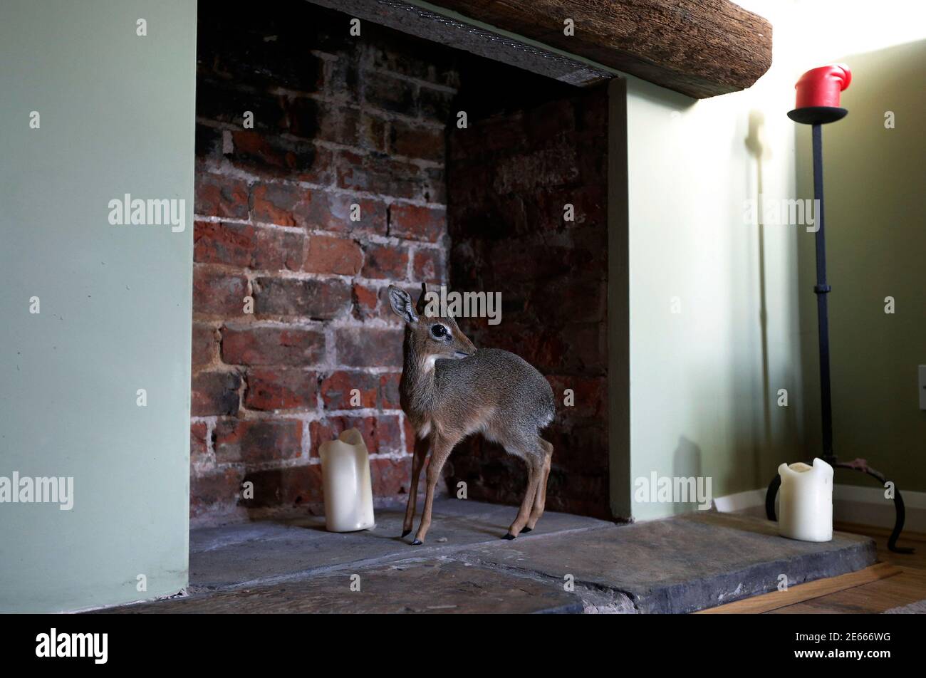 Curator of mammals at chester zoo tim rowlands at home hi-res stock ...