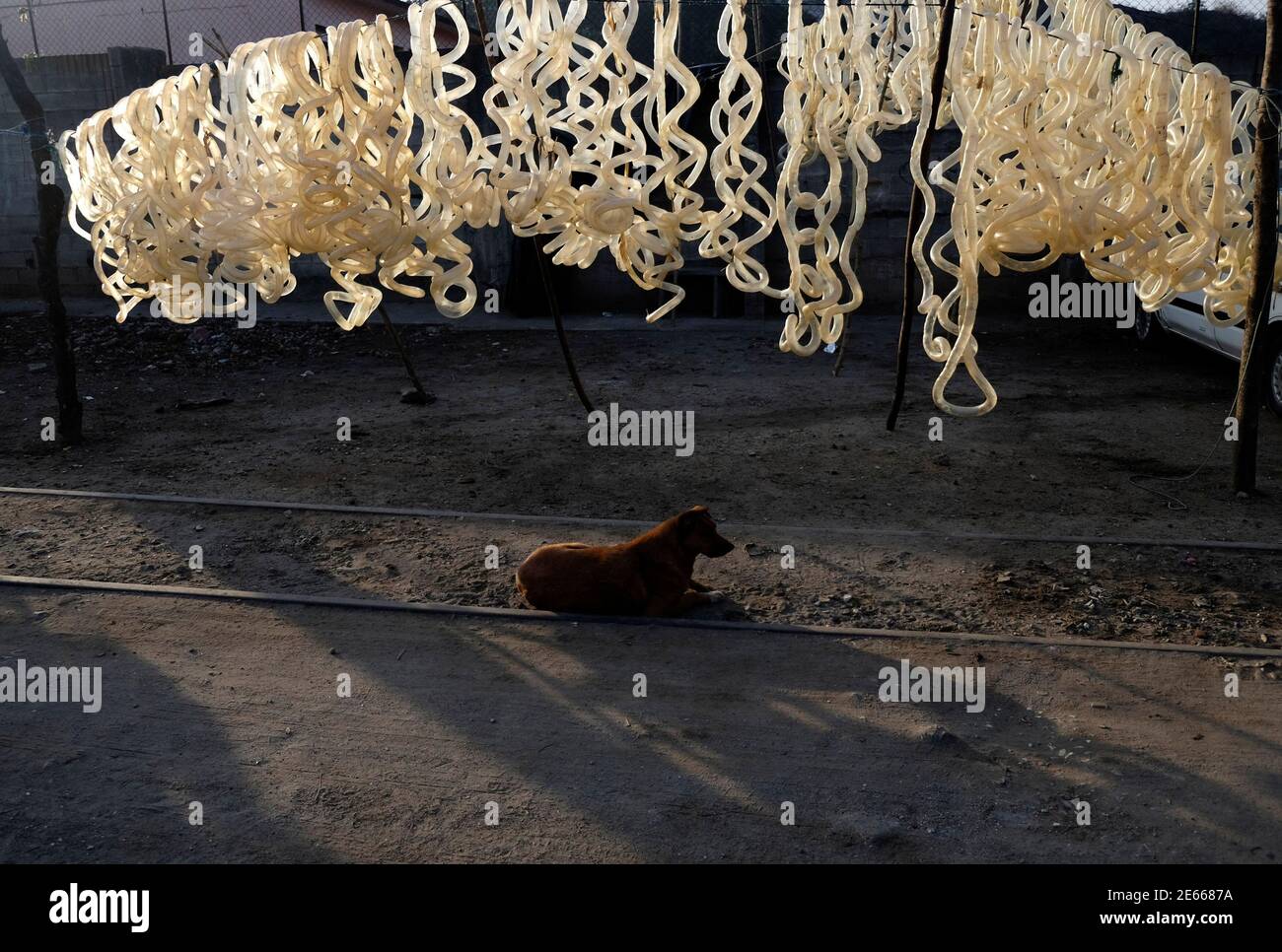 Human cow dog hi-res stock photography and images - Alamy