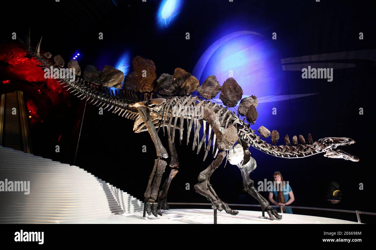 Stegosaurus stenops hi-res stock photography and images - Alamy