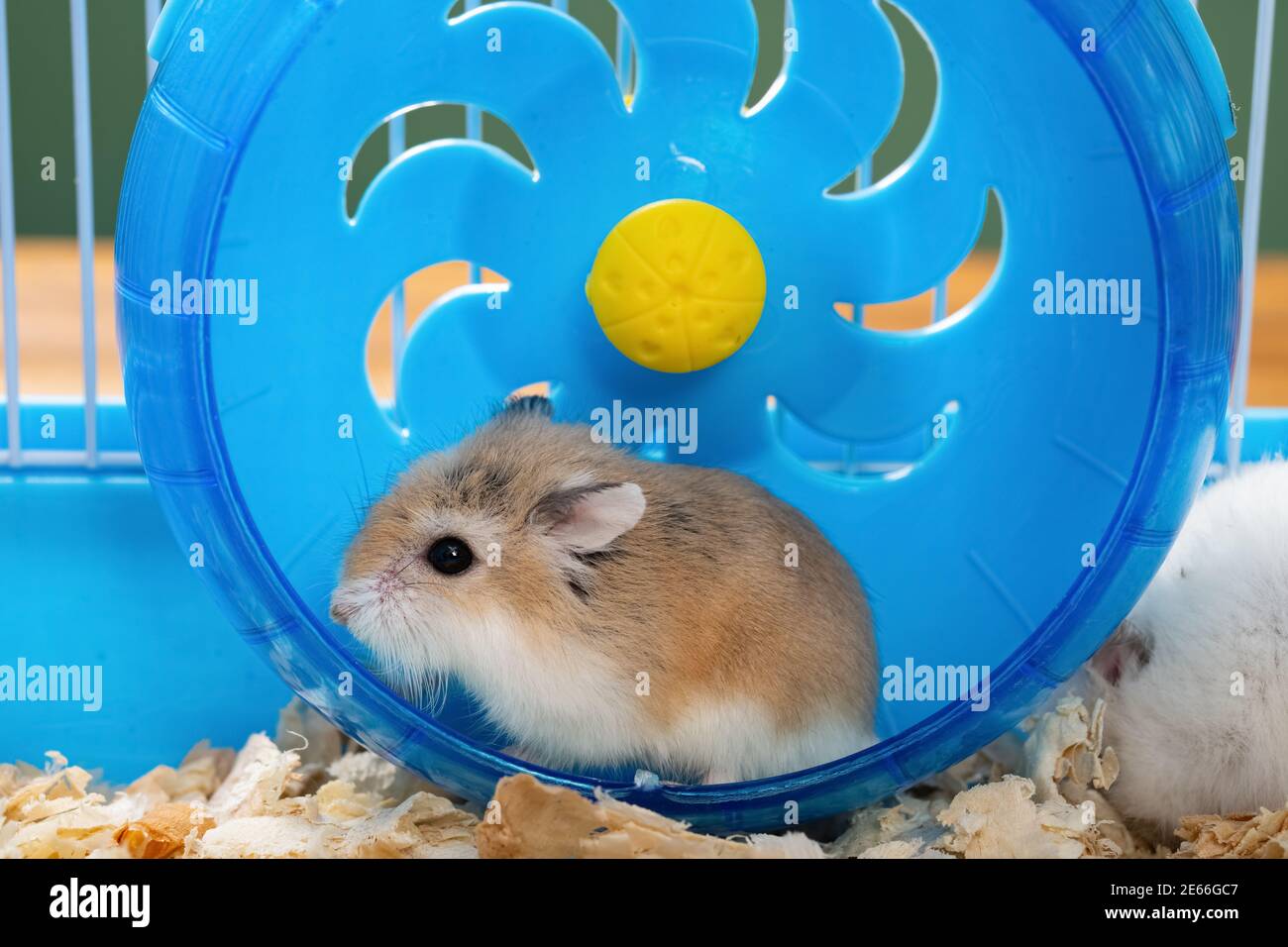 Hamster wheel cage hi-res stock photography and images - Alamy