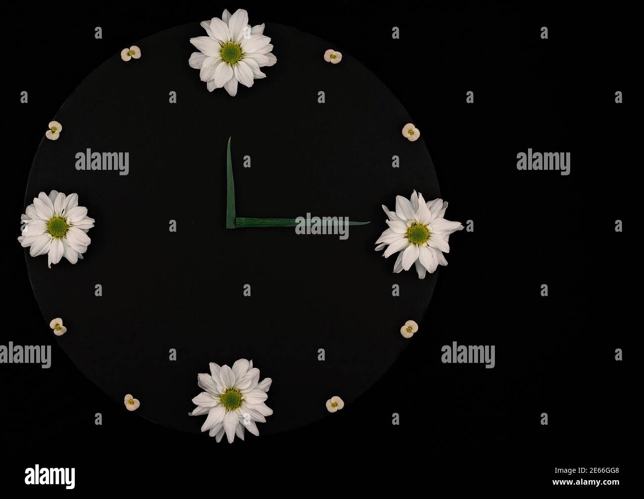 Daisy wheel pattern hi-res stock photography and images - Alamy