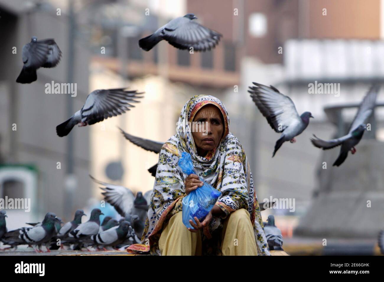 News animals pigeons hi-res stock photography and images - Alamy