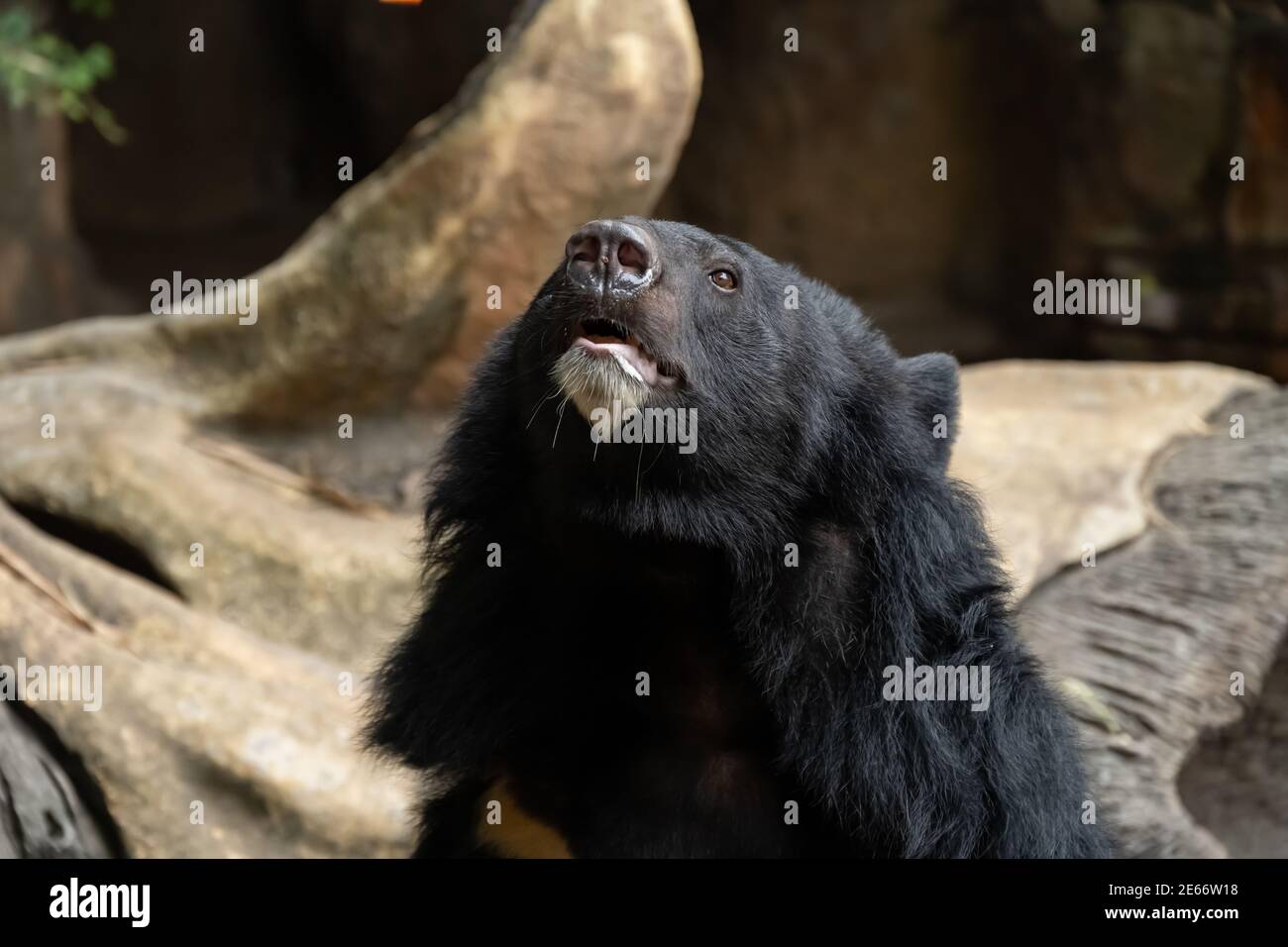 bear in a zoo horizontal composition Stock Photo - Alamy
