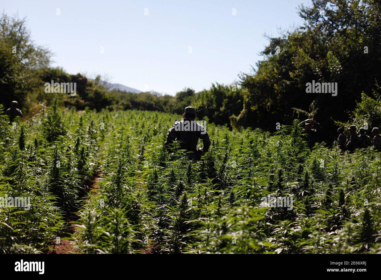 Mexican Drug Cartel Violence High Resolution Stock Photography and ...