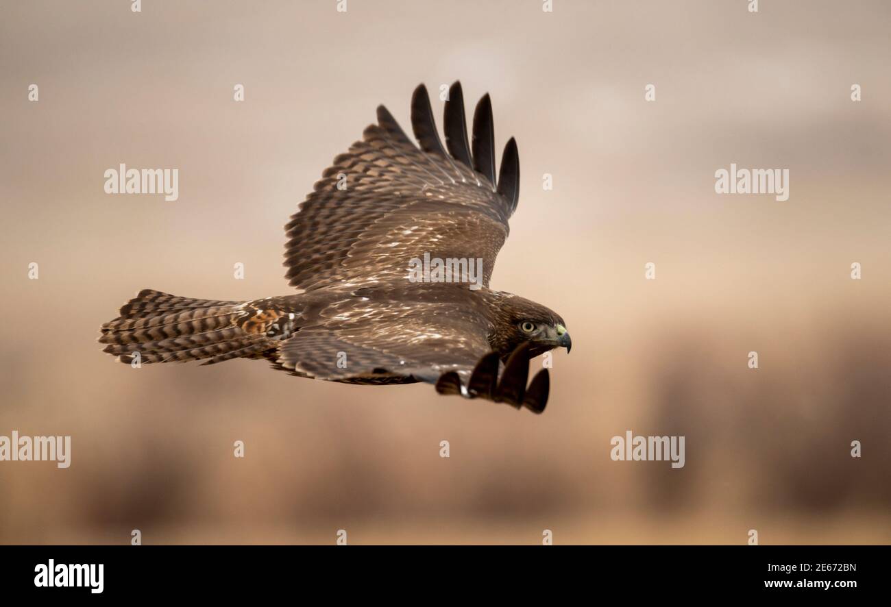 Red tail hawk photography hi-res stock photography and images - Alamy