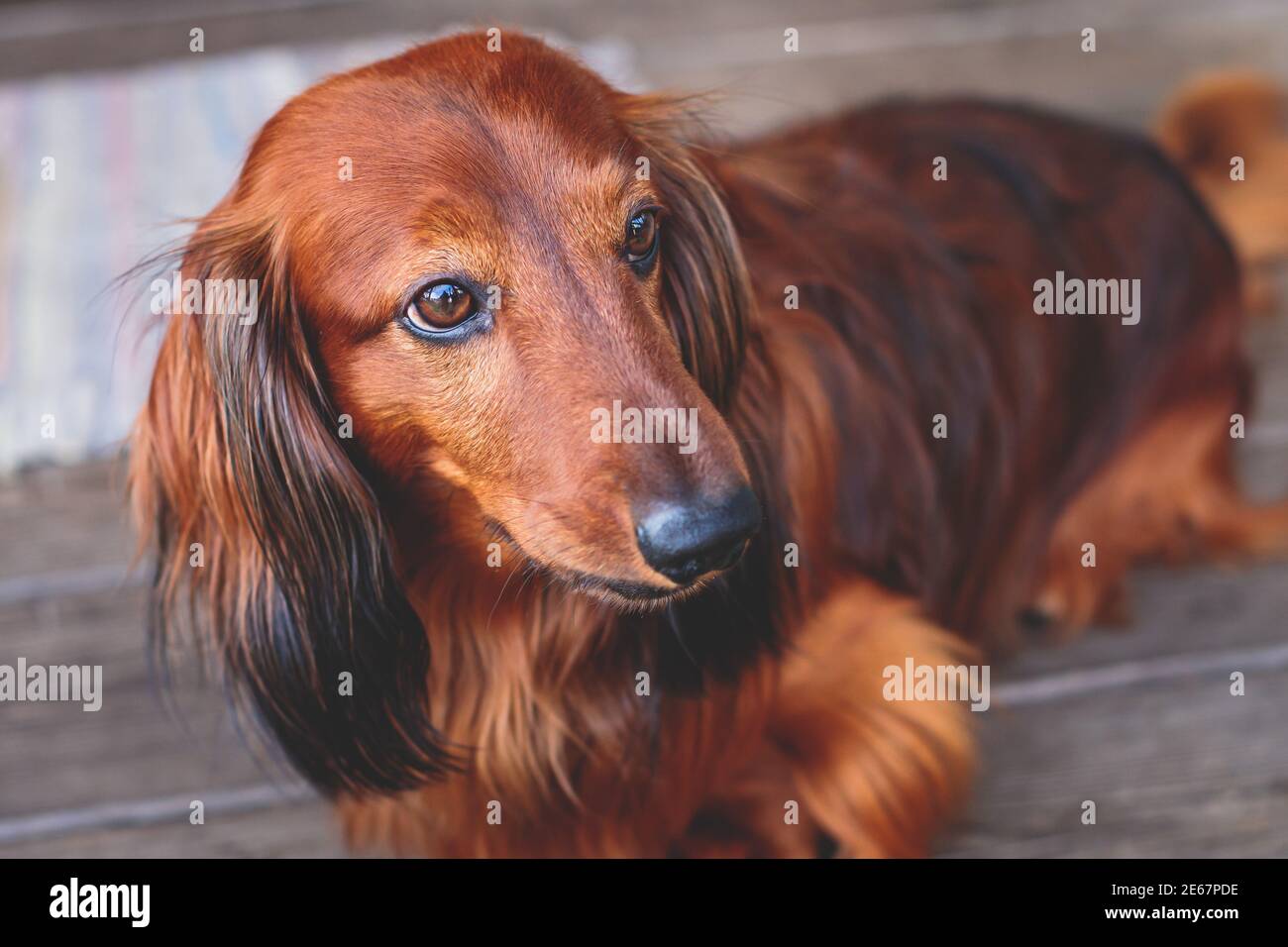 Beautiful Red Long-haired grown up adult Dachshund dog portrait view ...