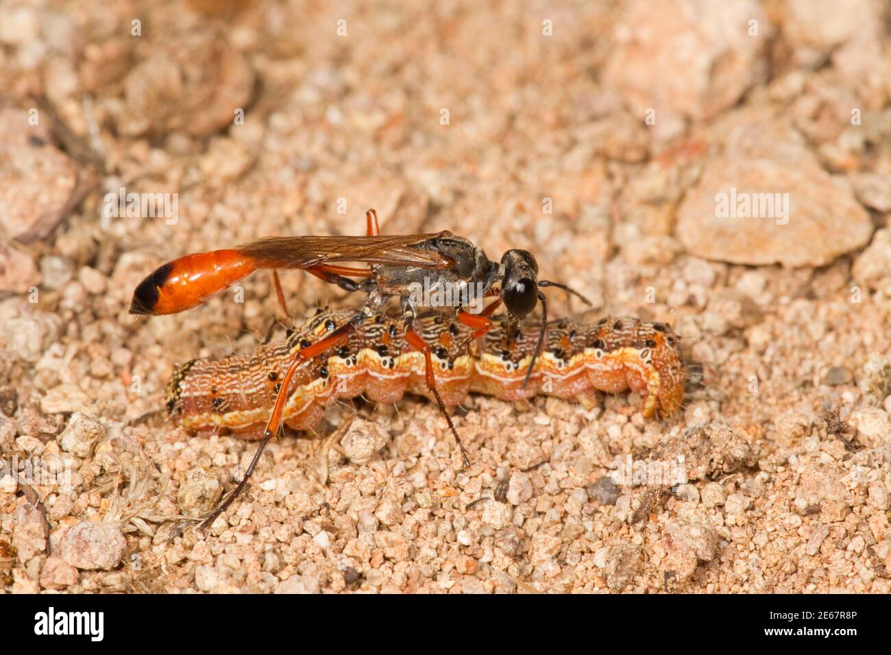 Thread-waisted Wasp female, Ammophila femurrubra, Sphecidae. With ...