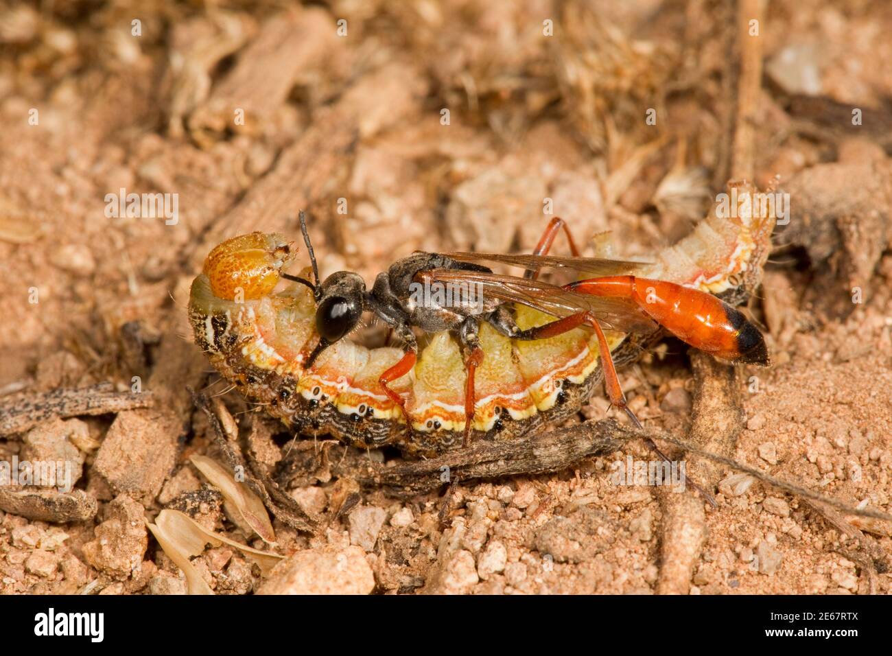 Wasp larva hi-res stock photography and images - Alamy