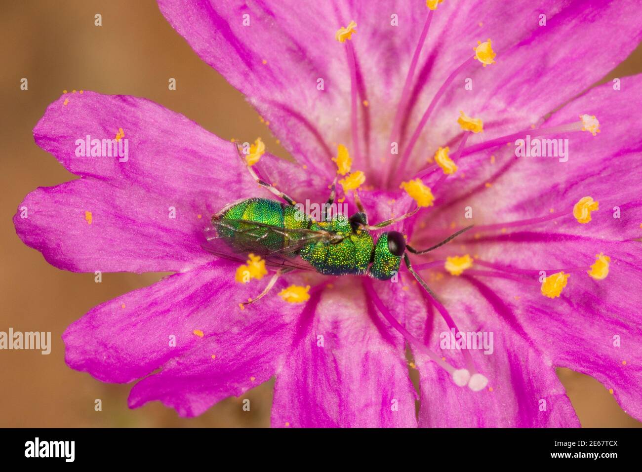 Argochrysis sp hi-res stock photography and images - Alamy