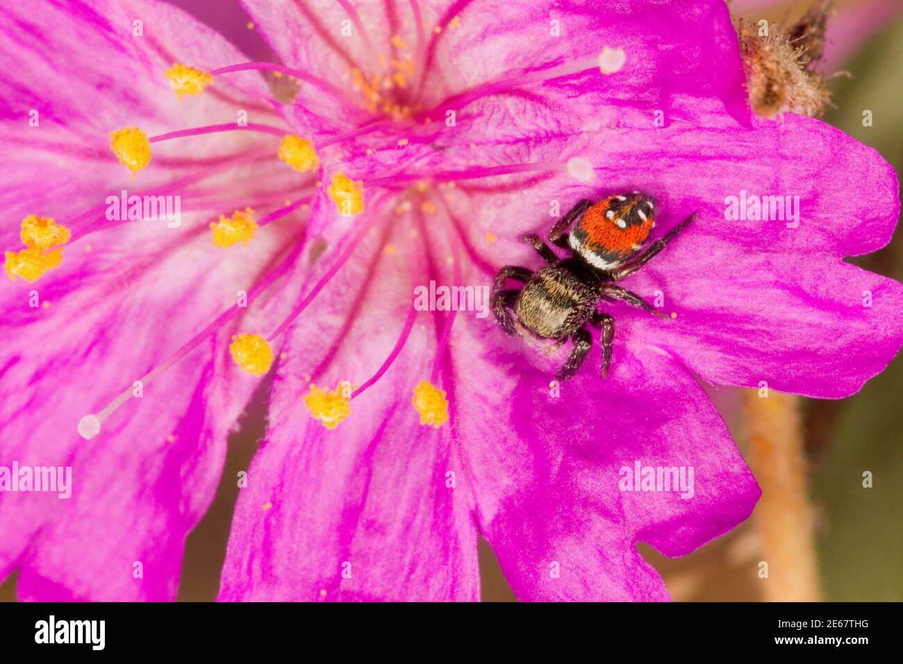 Phidippus carneus hi-res stock photography and images - Alamy