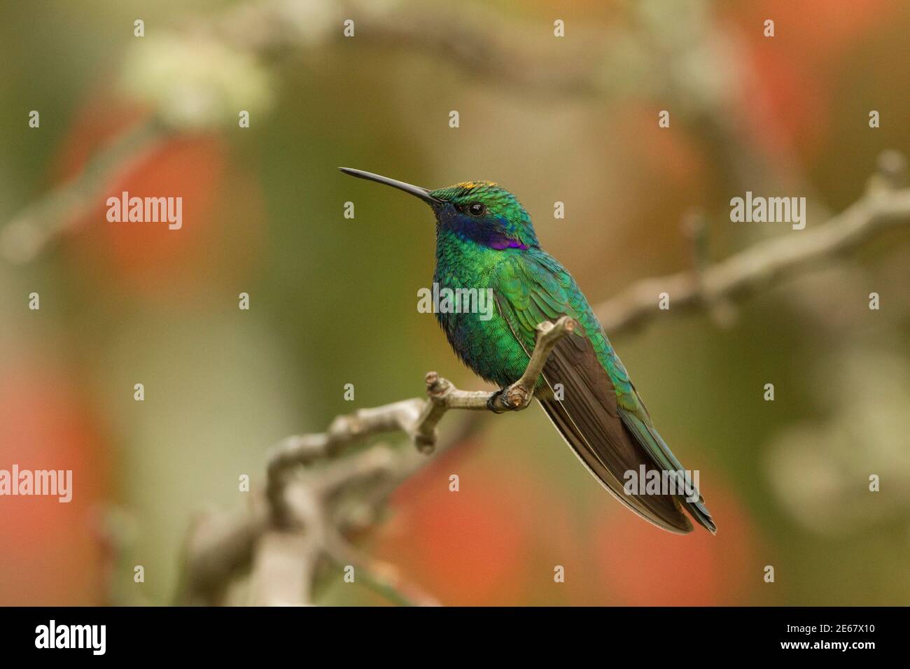 Colibri at tree hi-res stock photography and images - Alamy