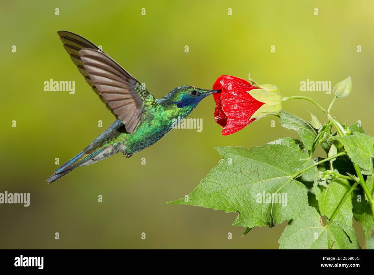 Sparkling Violetear, Colibri coruscans, feeding at hibiscus flower ...