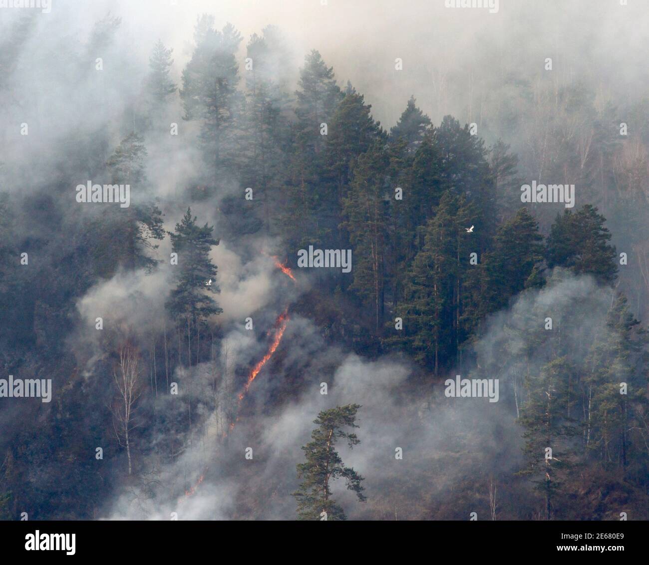 2011 taiga hi-res stock photography and images - Alamy