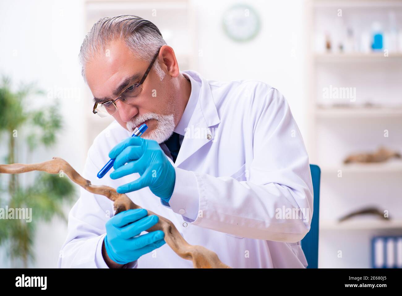 Old male paleontologist working in the lab Stock Photo - Alamy