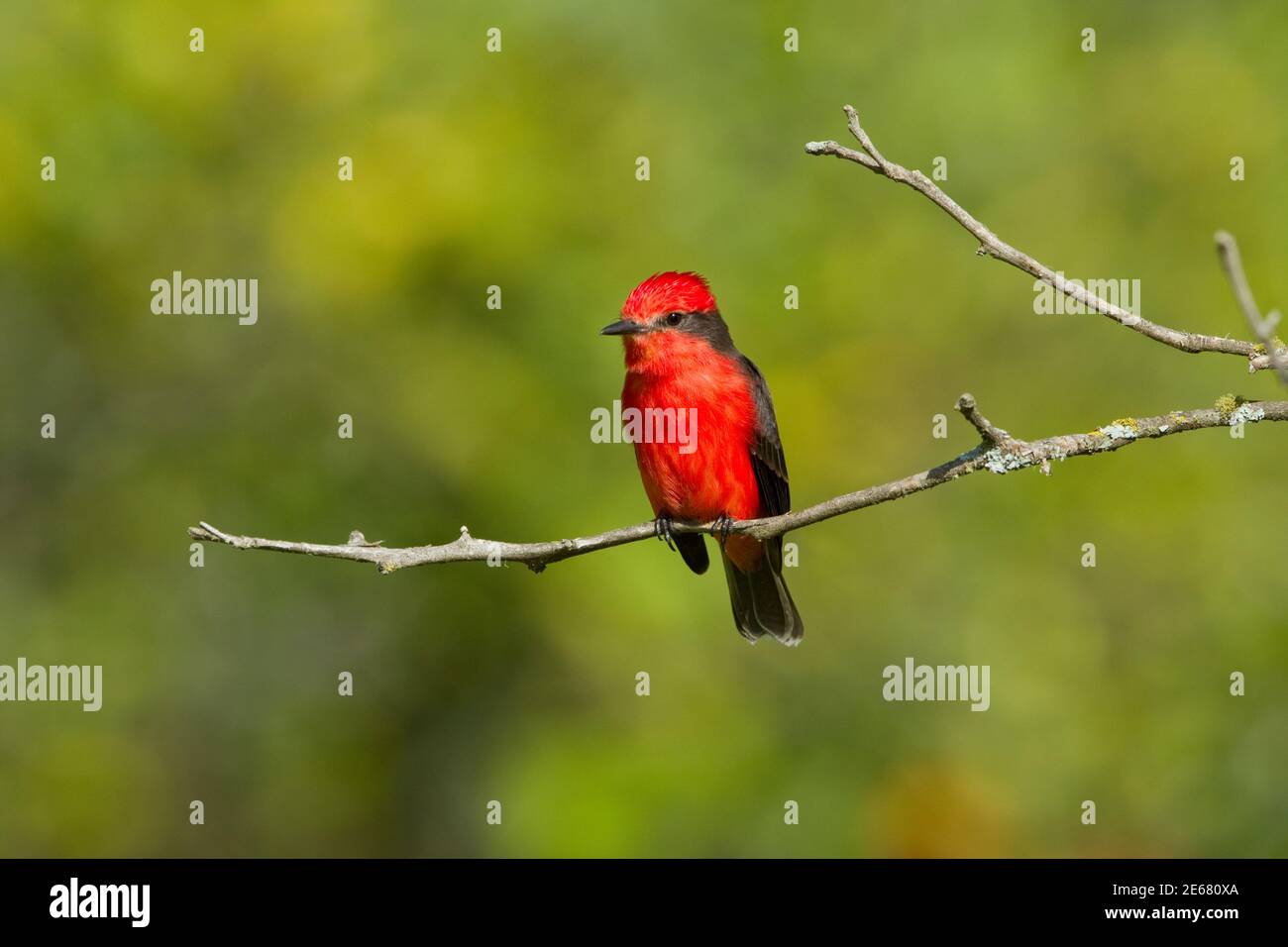 Pyrocephalus hi-res stock photography and images - Alamy