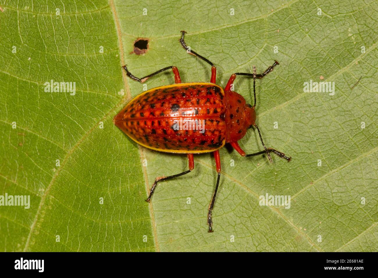 Fungus beetle hi-res stock photography and images - Alamy