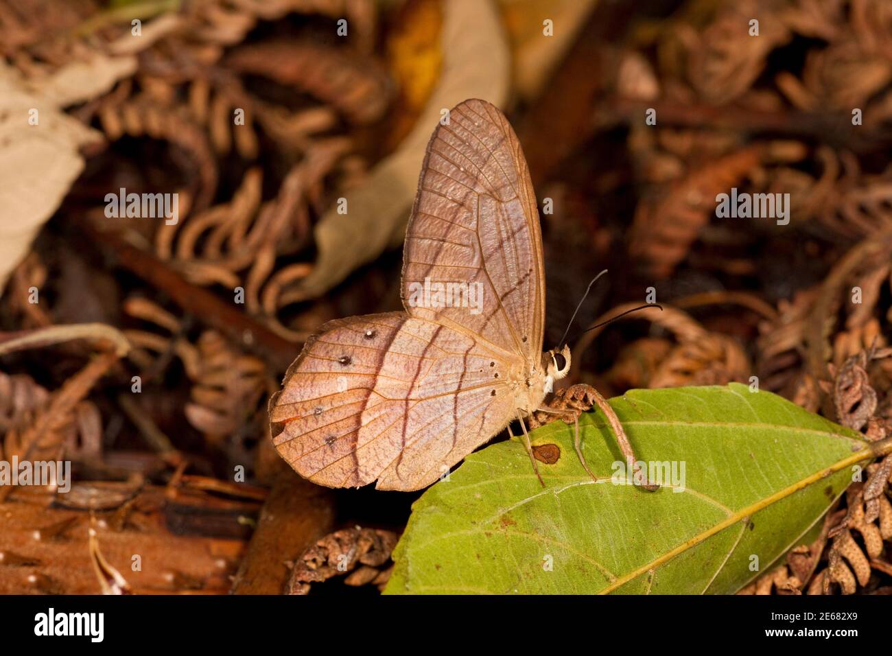 Moon Satyr Butterfly, Pierella luna, Satyridae Stock Photo - Alamy