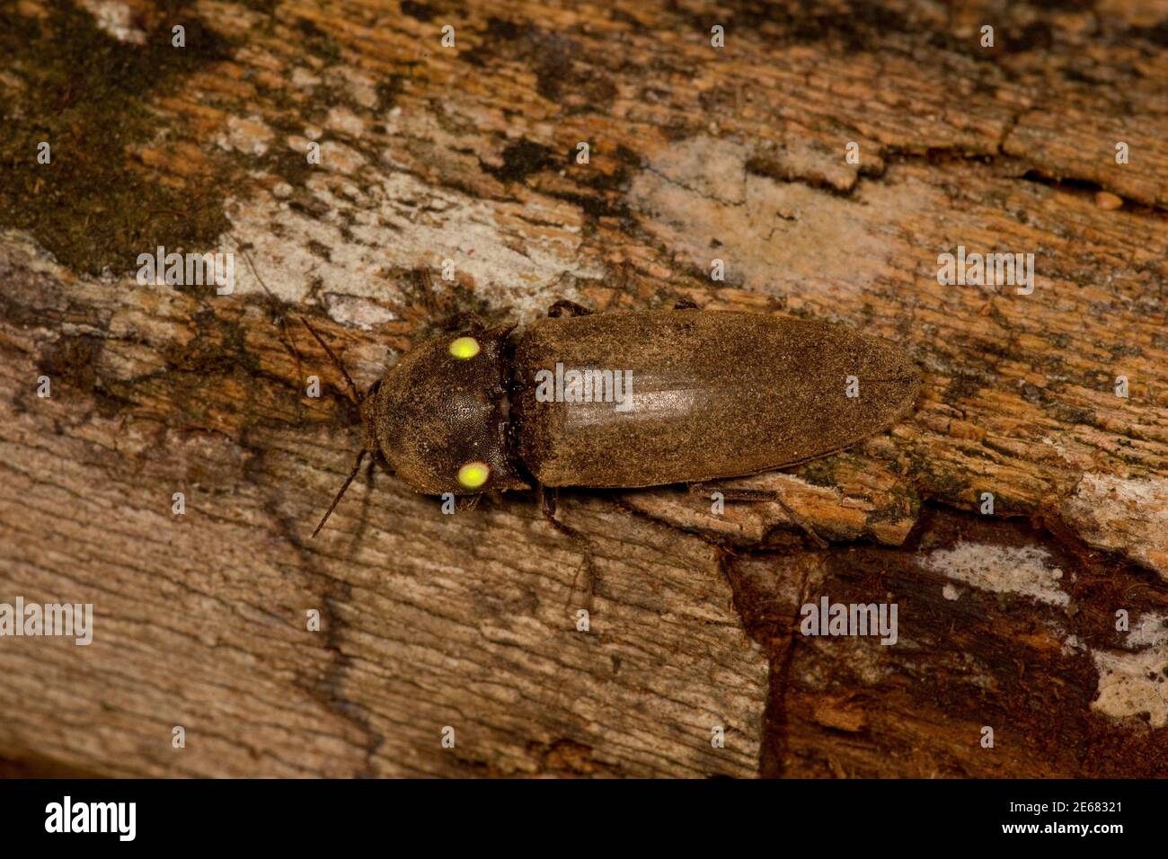 Click beetle bioluminescence hi-res stock photography and images - Alamy