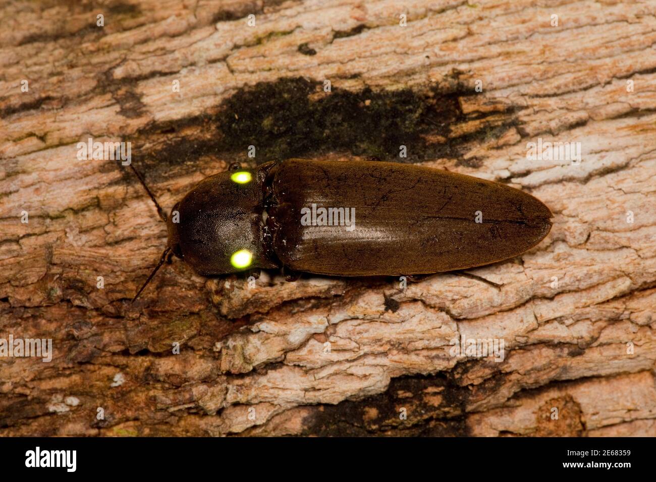 Pyrophorus noctilucus hi-res stock photography and images - Alamy