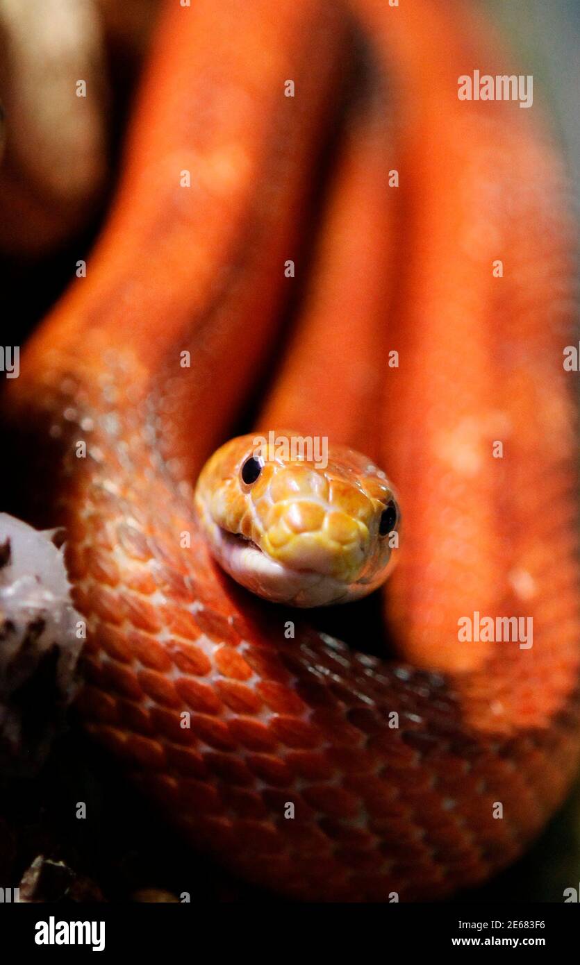 Siberian snake hi-res stock photography and images - Alamy