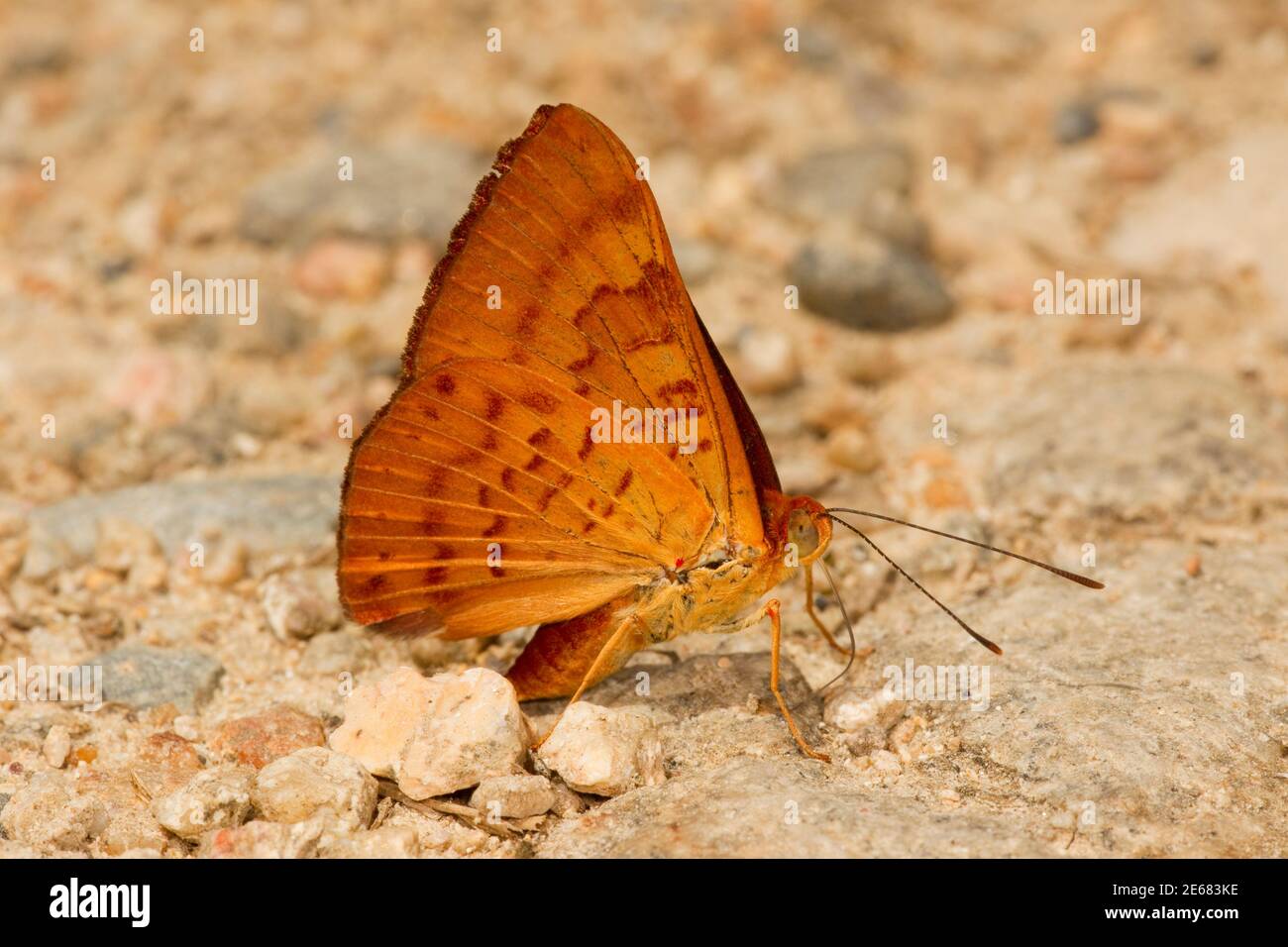 Metalmark Butterfly, Emesis mandana, Riodinidae. Ventral view Stock ...