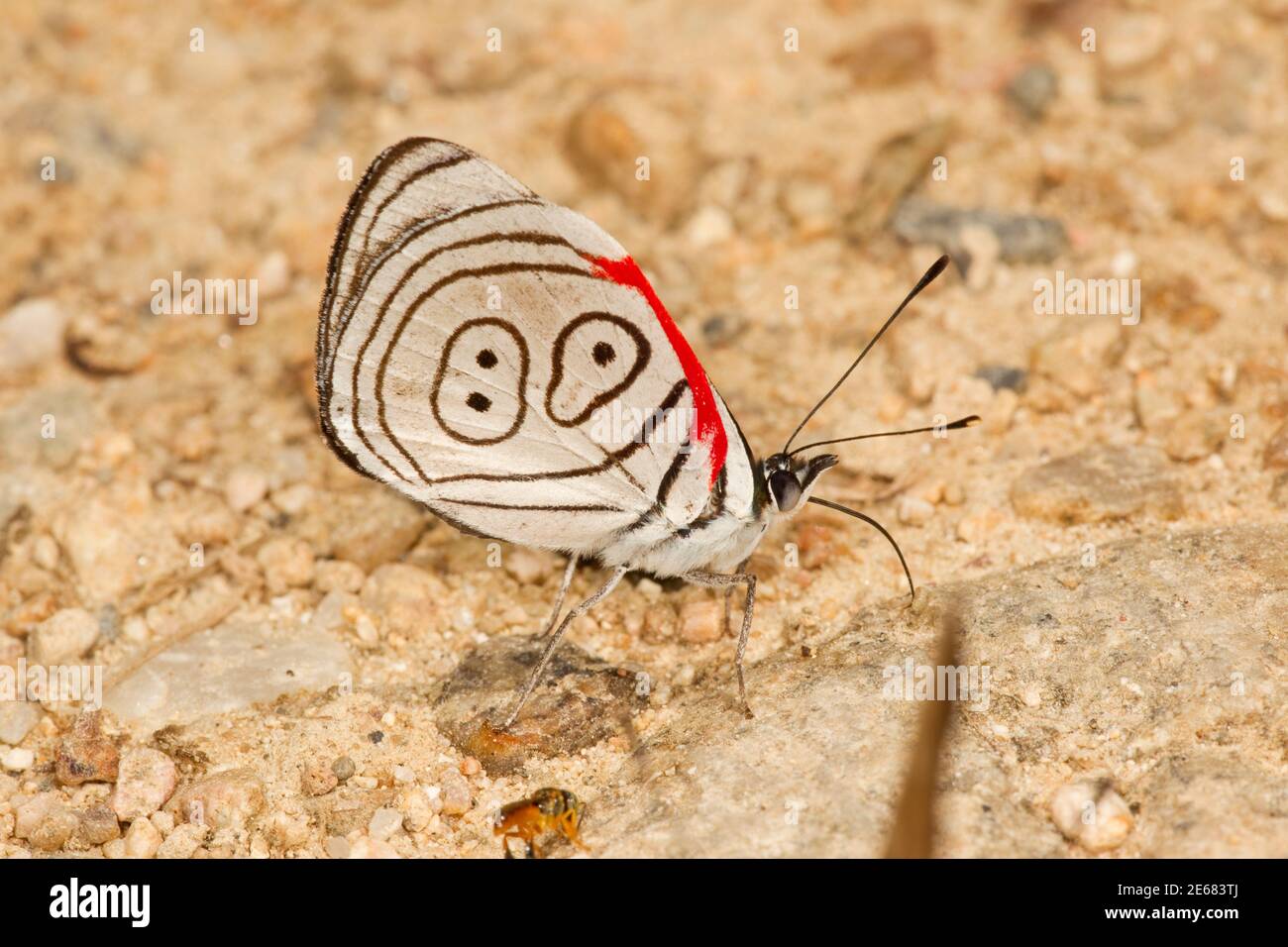 Eighty eight butterfly hi-res stock photography and images - Alamy