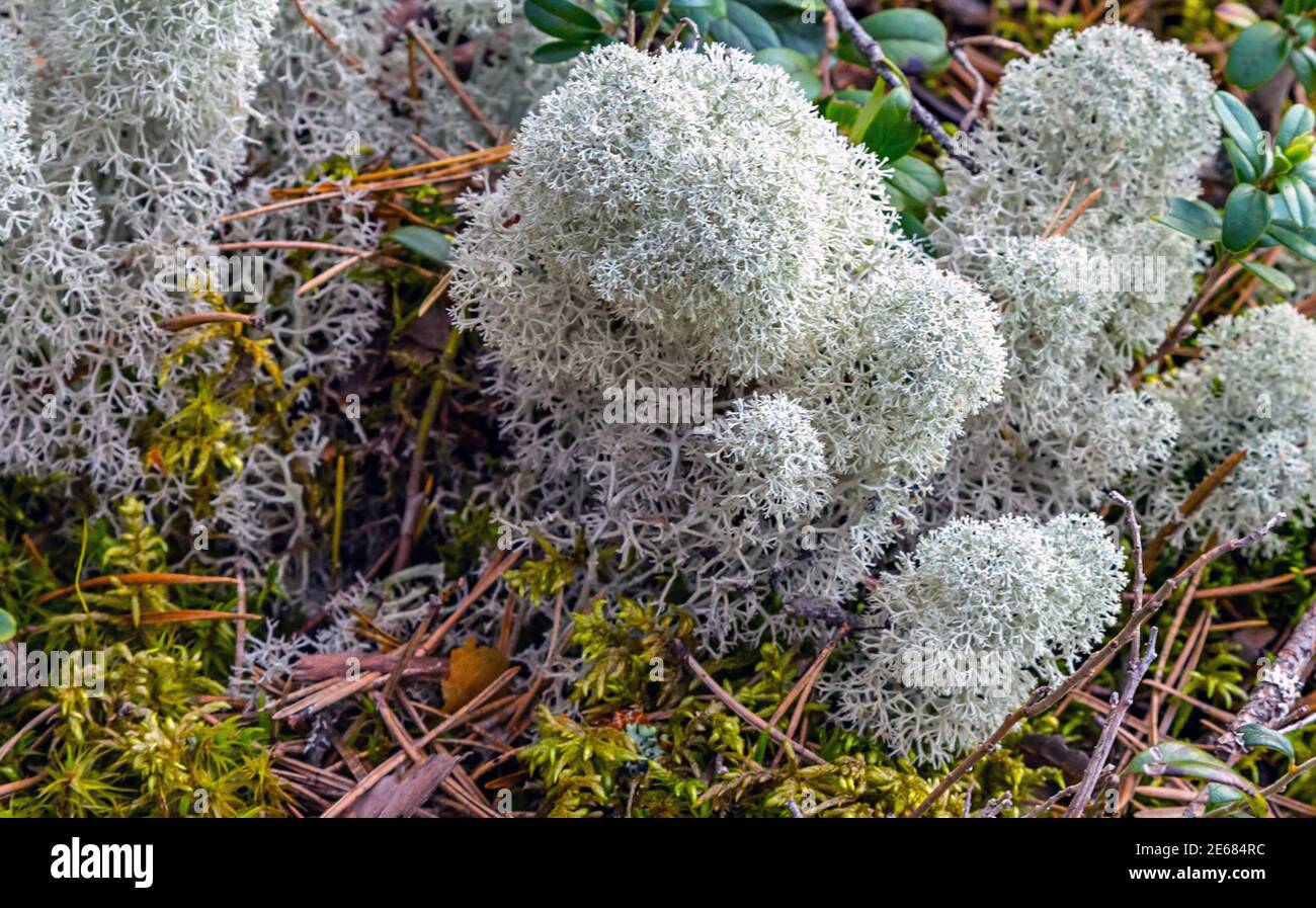 Island cetraria lichen Moss natural landscape in the summer time Stock ...