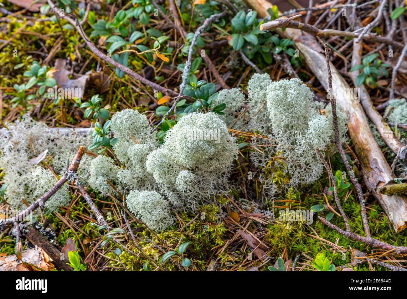 Island cetraria lichen Moss Beautiful nature Stock Photo - Alamy