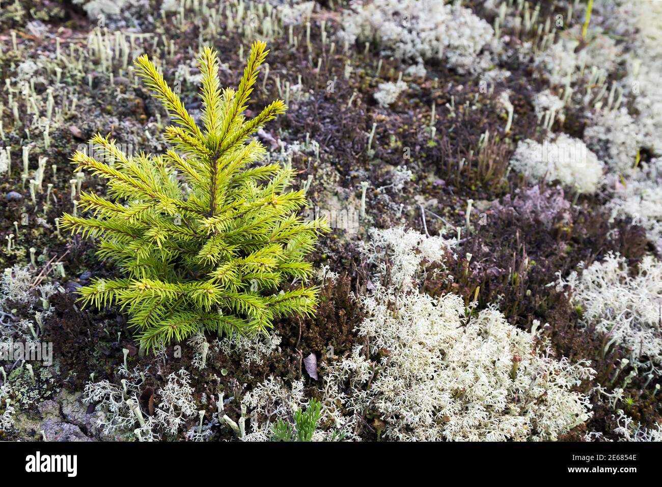 Iceland Moss, island cetraria lichen and Fir tree fresh landscape Stock ...