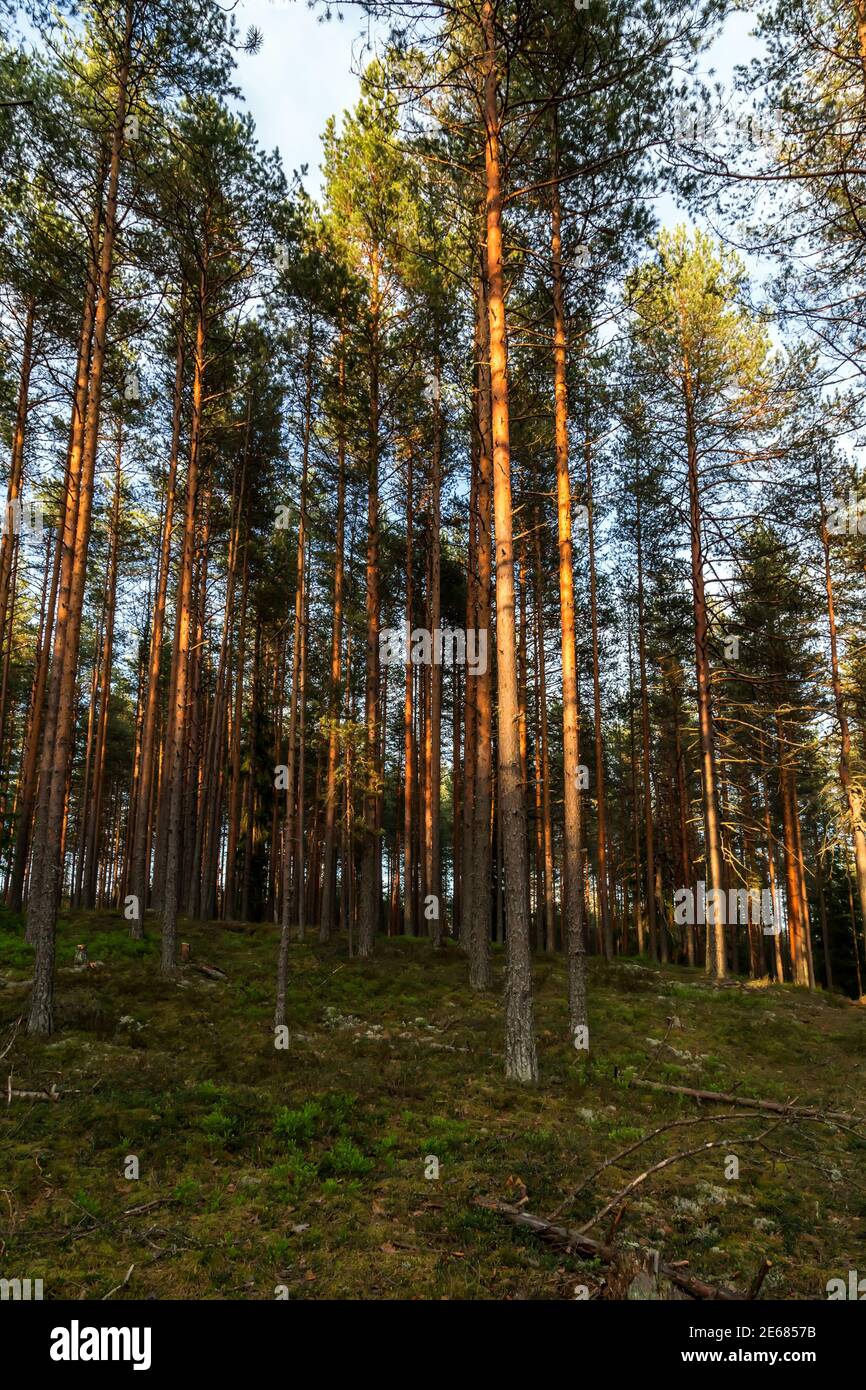 The forest edge Beautiful nature landscape pine tree row Stock Photo ...