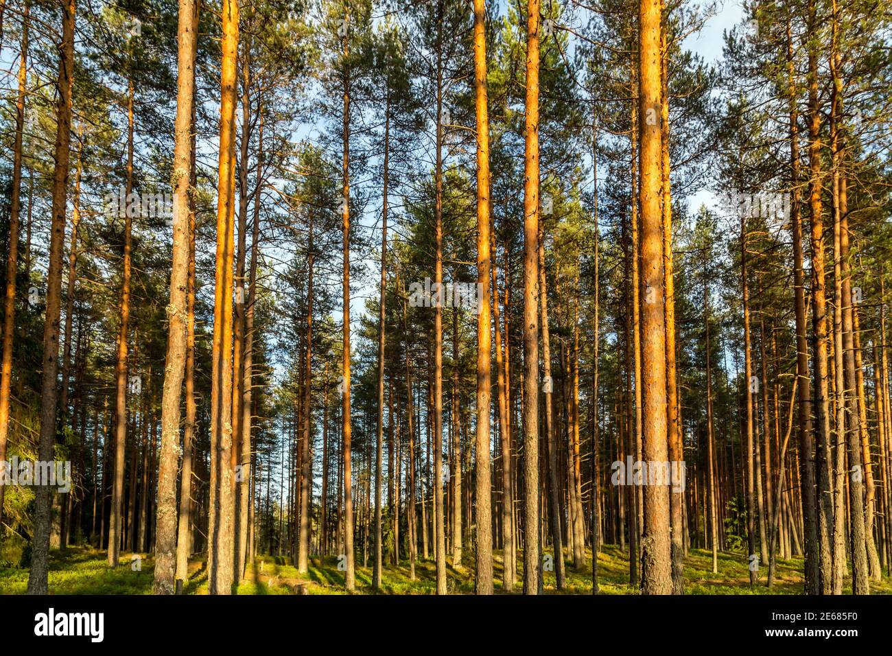 Green nature landscape forest woodland scene scenery woods Stock Photo ...